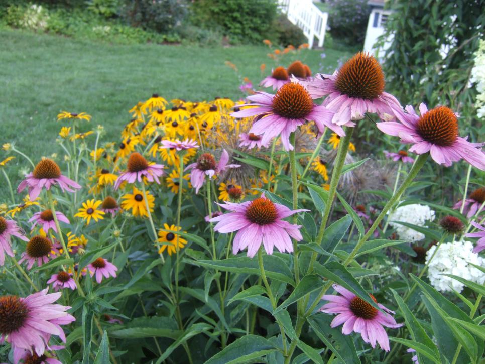 Native Plants You Should Be Growing | HGTV