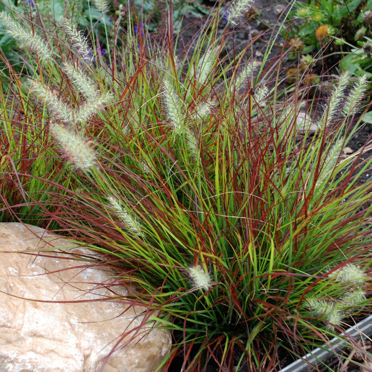 Small Ornamental Grasses