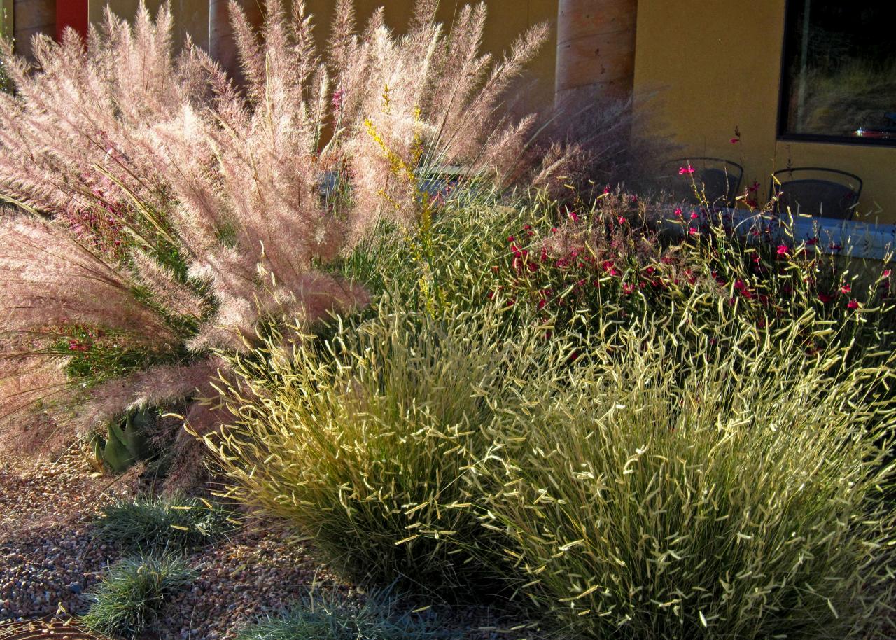 Small Ornamental Grasses