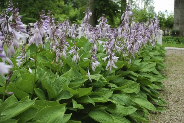 Hosta Varieties for Your Shade Garden | HGTV