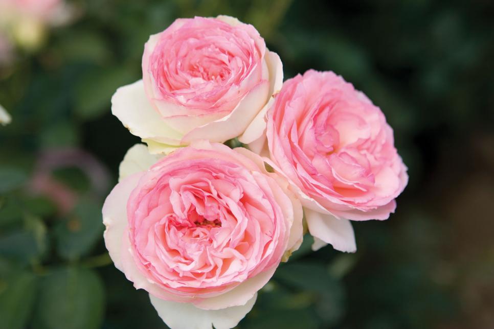 10 Beautiful, Easy-to-Grow Climbing Roses for Your Garden | HGTV