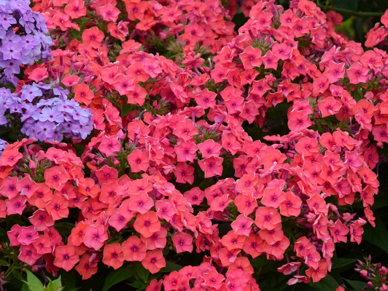 pink phlox care
