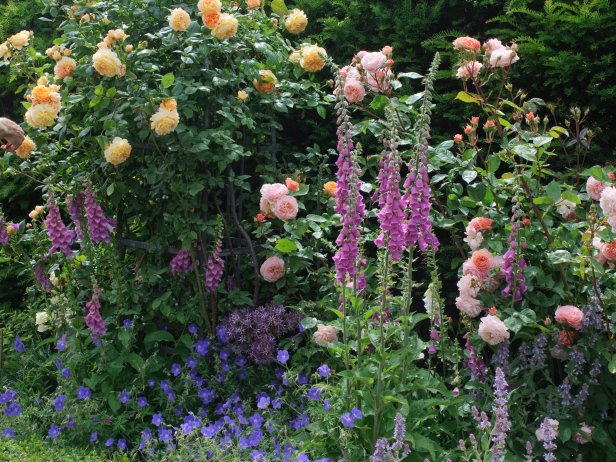 How to Grow and Care for Foxglove | HGTV