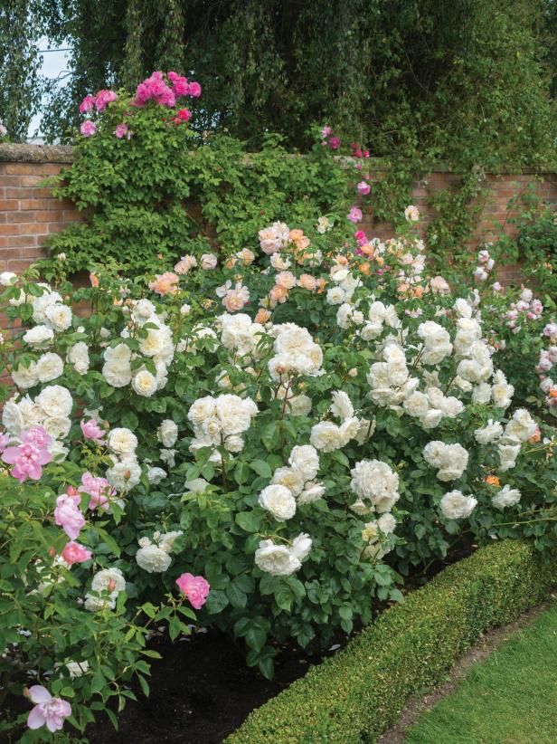 Rose Garden Design Tips | HGTV