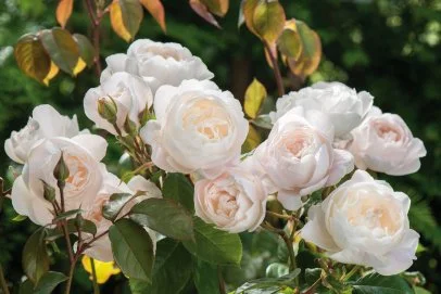 david austin when to prune roses