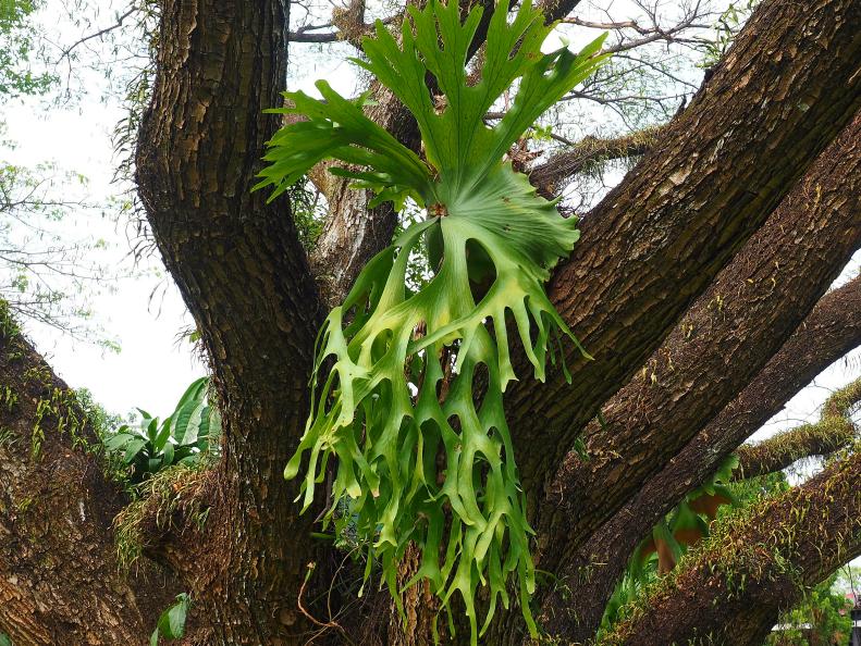15 Fabulous Ferns to Grow as Houseplants or Outdoors | HGTV