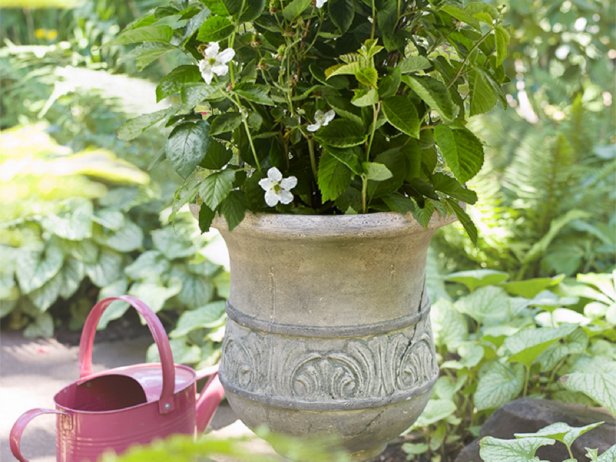 How To Grow Blackberries | HGTV