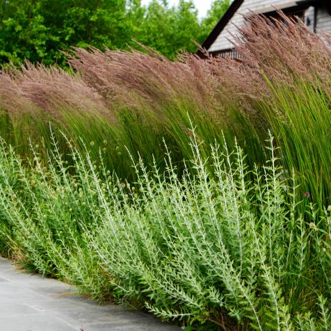 Davis Landscape Design | HGTV