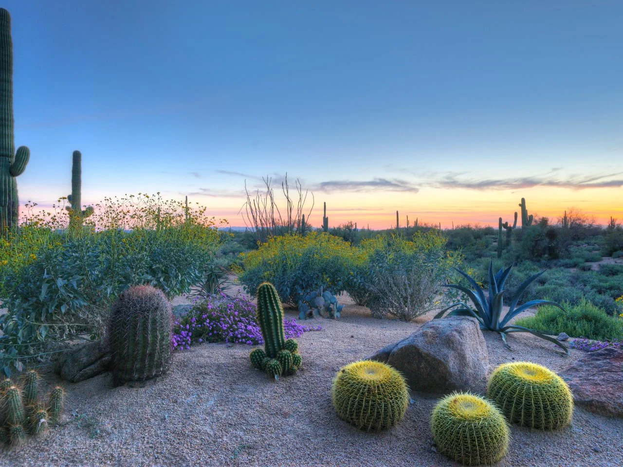 Landscaping Ideas For Desert Areas 5 Stunning Desert Landscaping Ideas