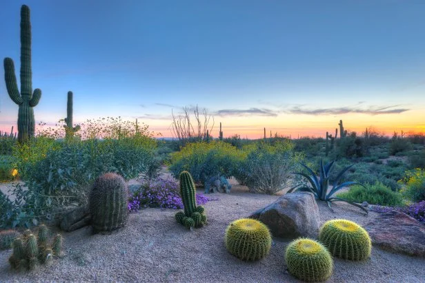 Desert Landscaping Ideas & Tips to Transform Your Home | HGTV