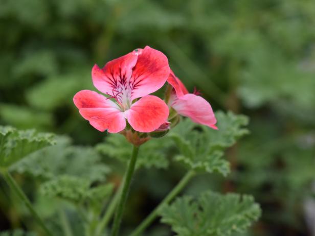 How to Grow and Use Scented Geraniums | HGTV