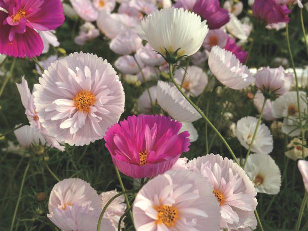 How to Plant, Grow and Care for Cosmos Flowers | HGTV