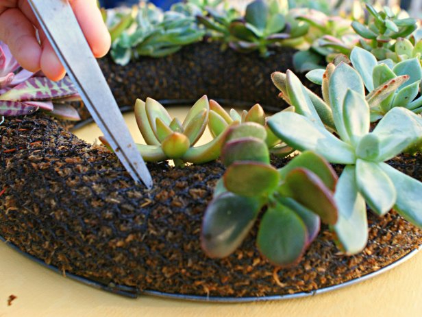 How To Make A Living Succulent Wreath | HGTV