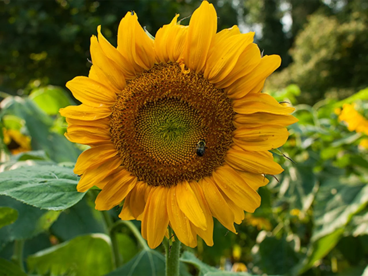 sunflower seed development