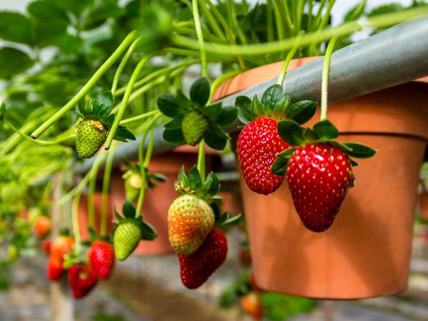 Planting and Growing Fruit | HGTV