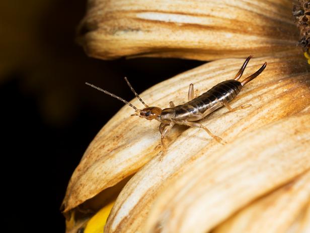How to Get Rid of Earwigs | HGTV