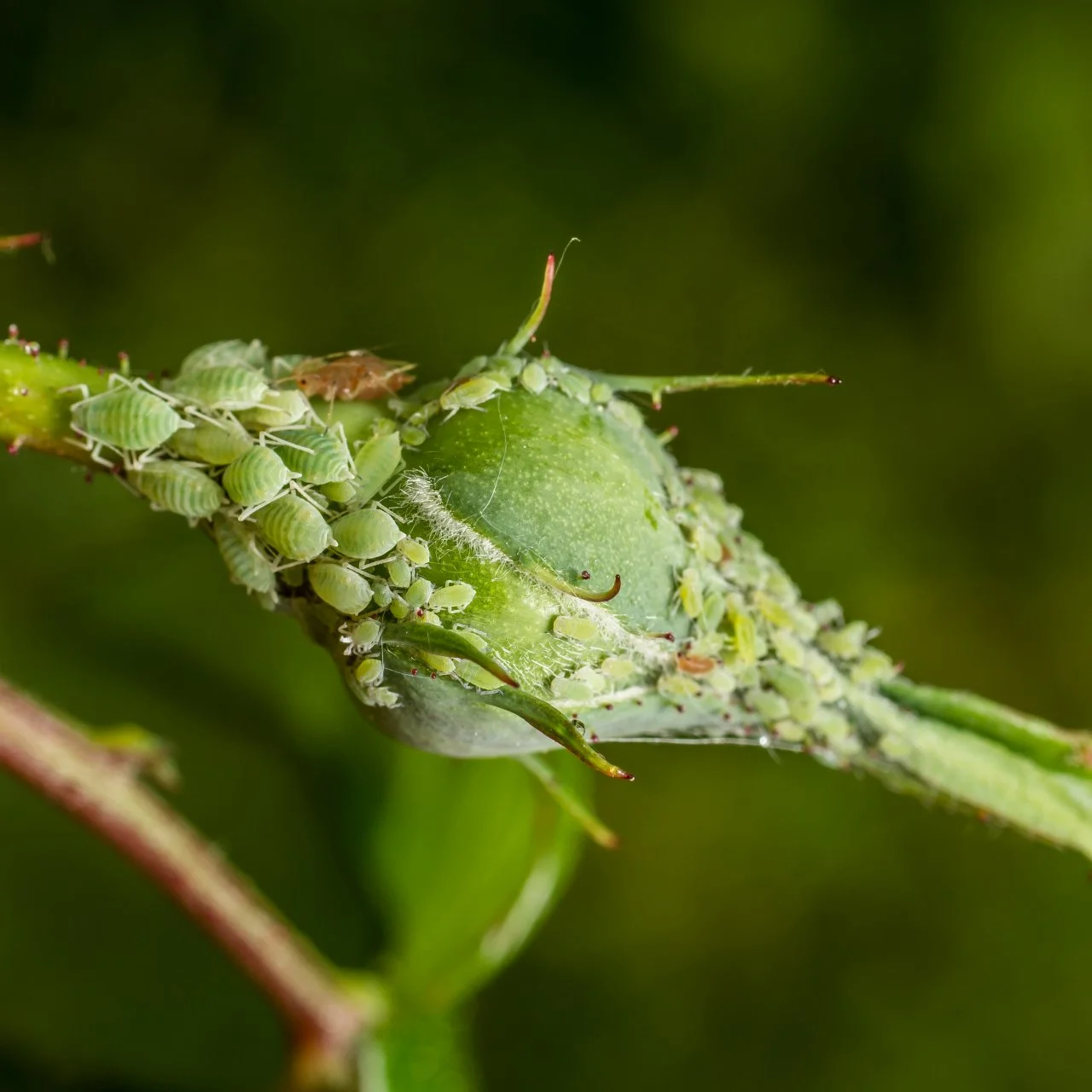 White Aphid Treatment How To Get Rid Of Whiteflies In Your Garden