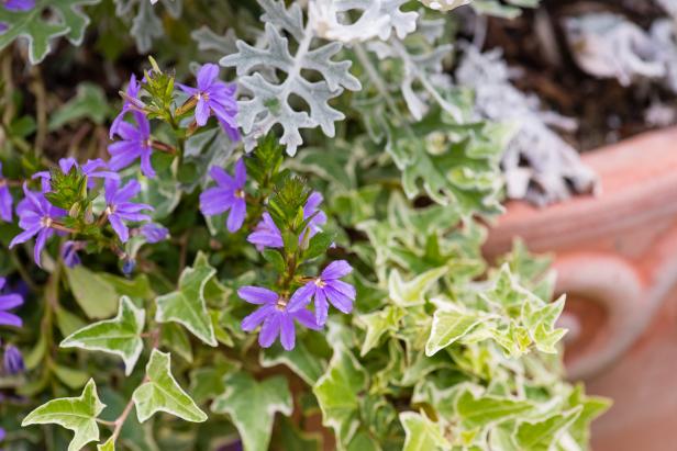 Purple Container Garden