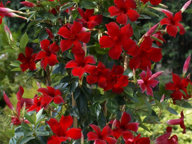 Mandevilla Plant: Growing and Caring for Mandevilla Vine | HGTV