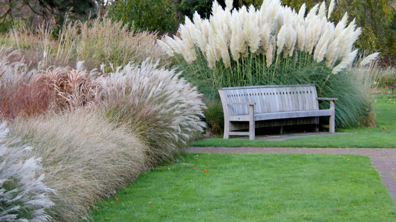 Planting Pampas Grass HGTV