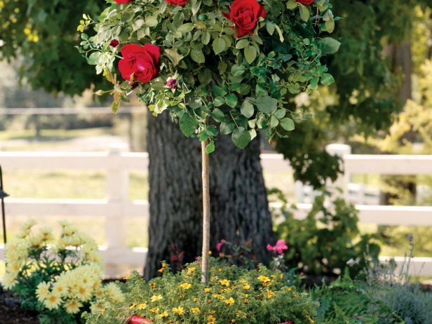 How to Grow Patio Roses in Containers | HGTV