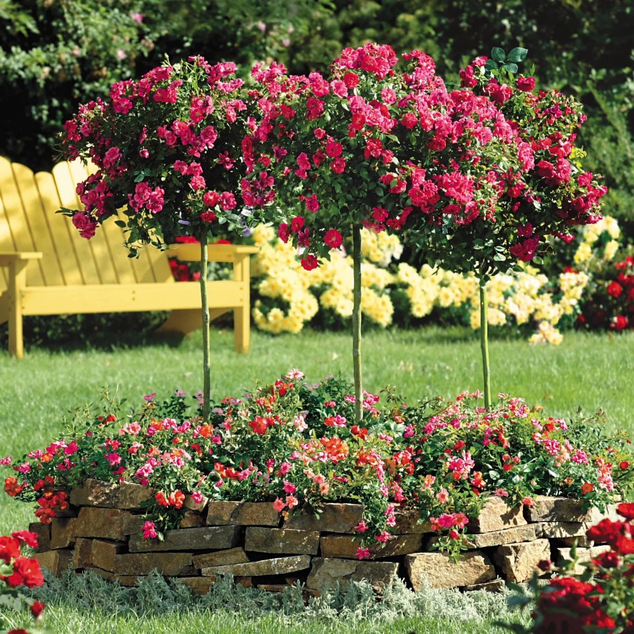 rose tree planter