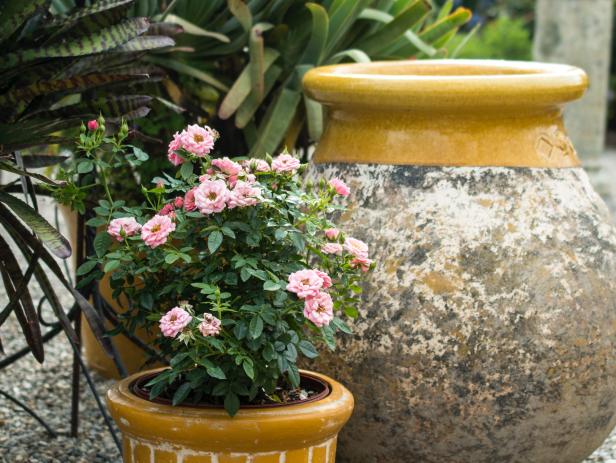 How to Grow Patio Roses in Containers | HGTV