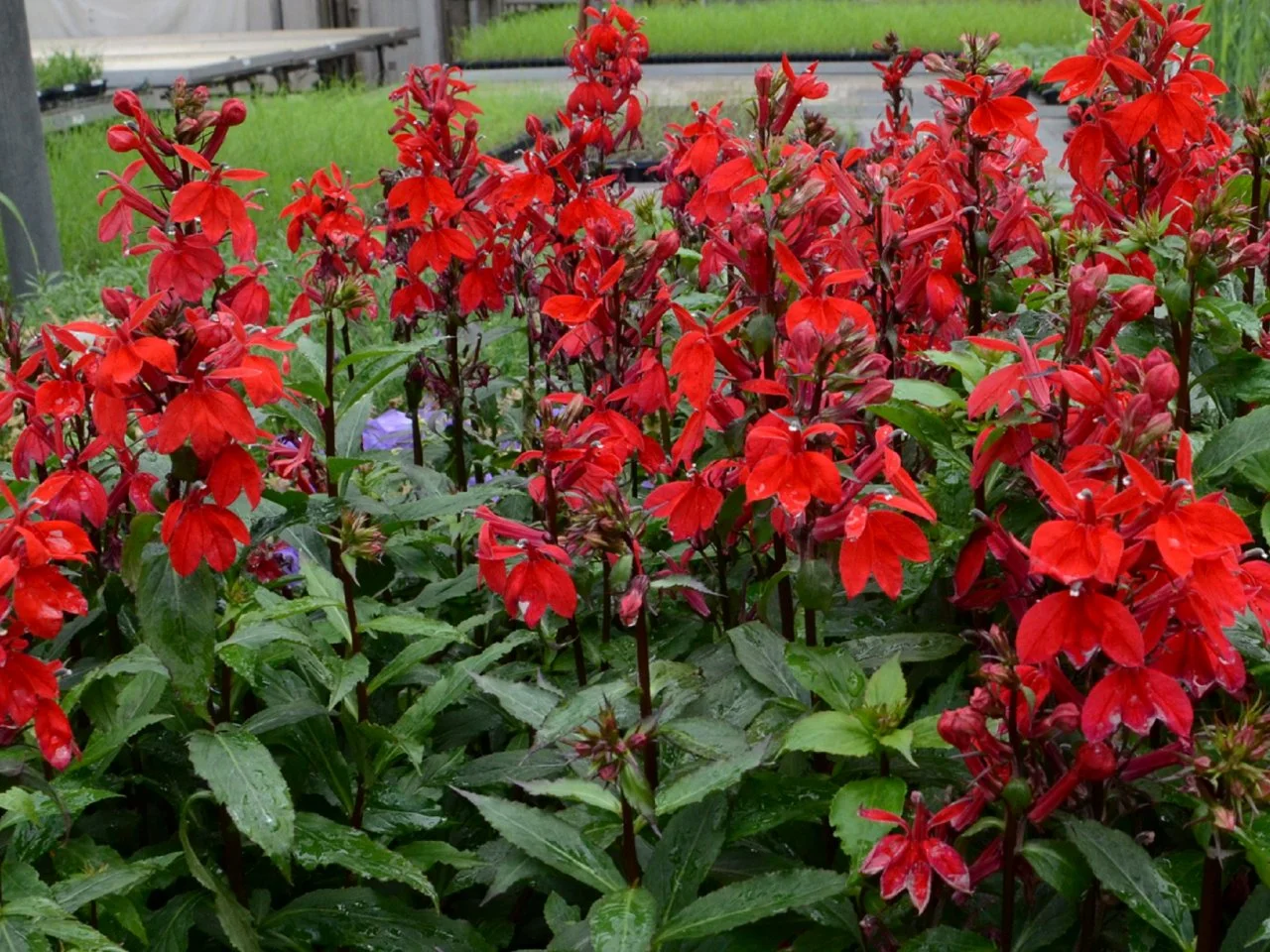 Cardinal Flower Perennial