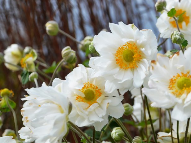 How to Plant and Grow Anemone Flower | HGTV