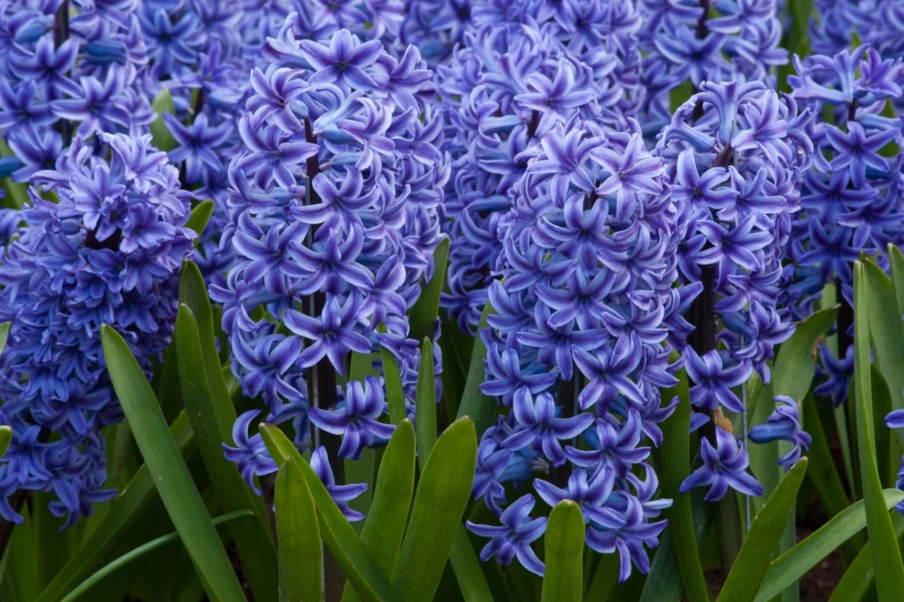 Bulb flowering plants store