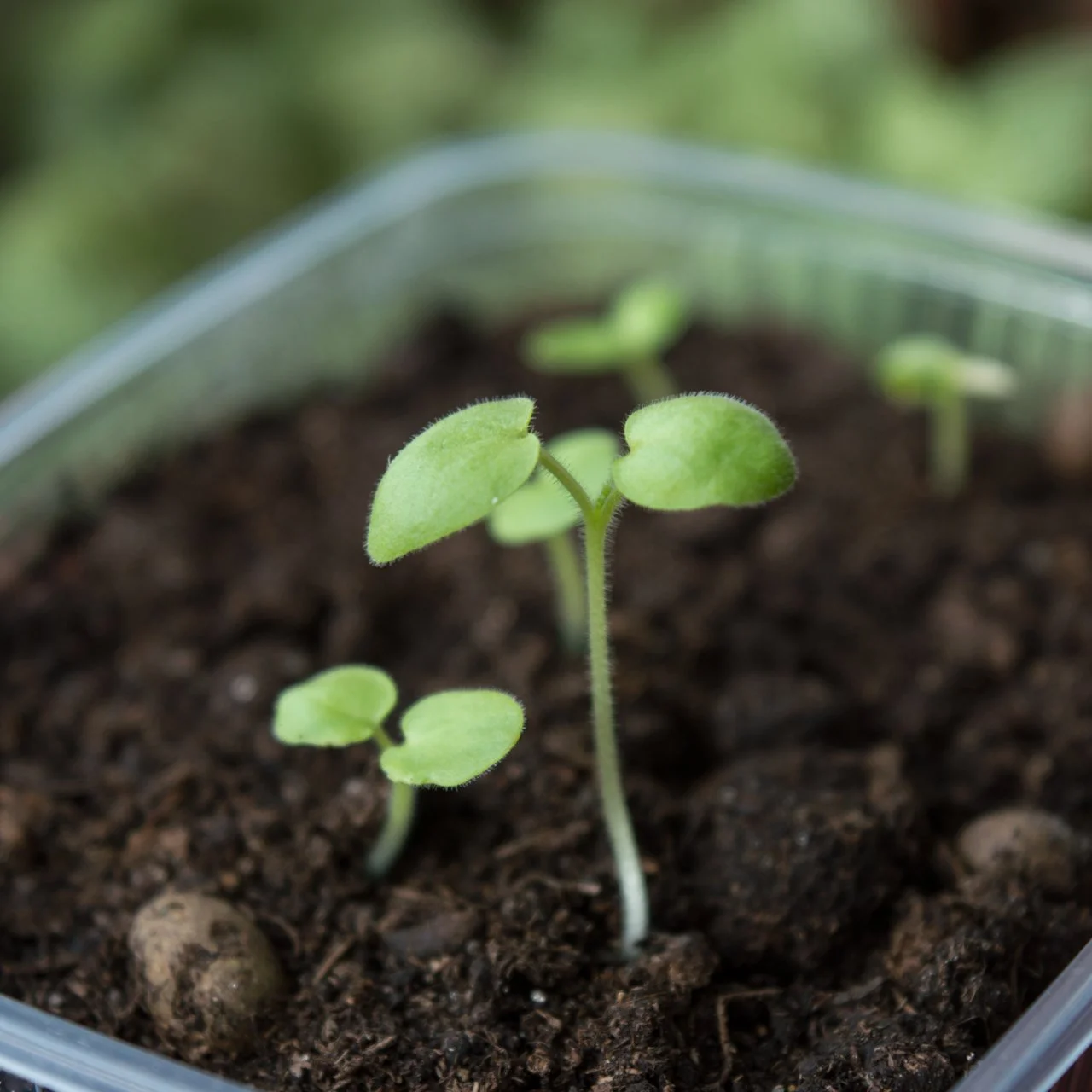How to Make Your Own Seed Starting Mix HGTV