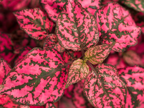 What are Variegated Plants? | All About Variegated Plants | HGTV