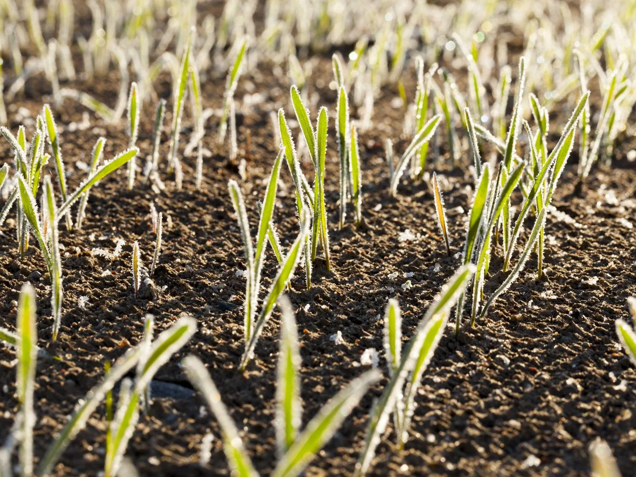 When To Plant Winter Rye Grass