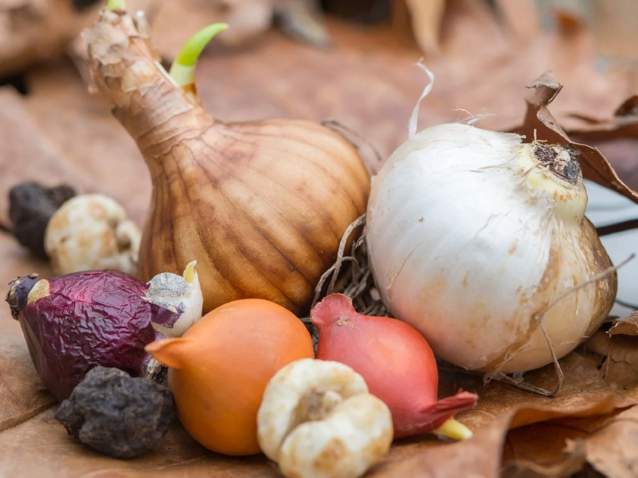 Garden Bulbs Identification | Fasci Garden