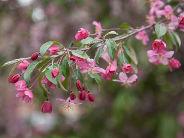 How to Choose, Plant, and Grow Flowering Crabapple Trees | HGTV