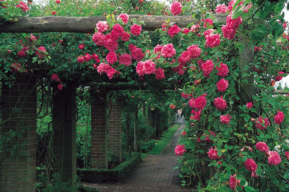 How to Build a Grapevine Arbor | HGTV