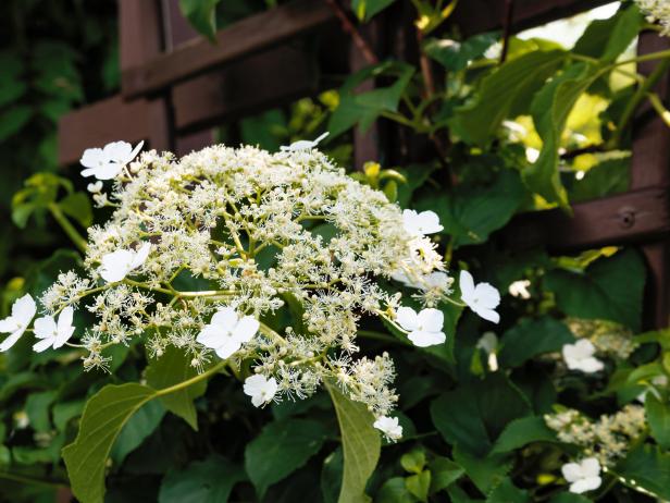 Climbing Hydrangea | DIY