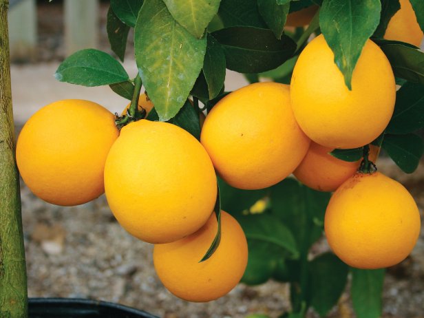 Grow Your Own Lemons | HGTV