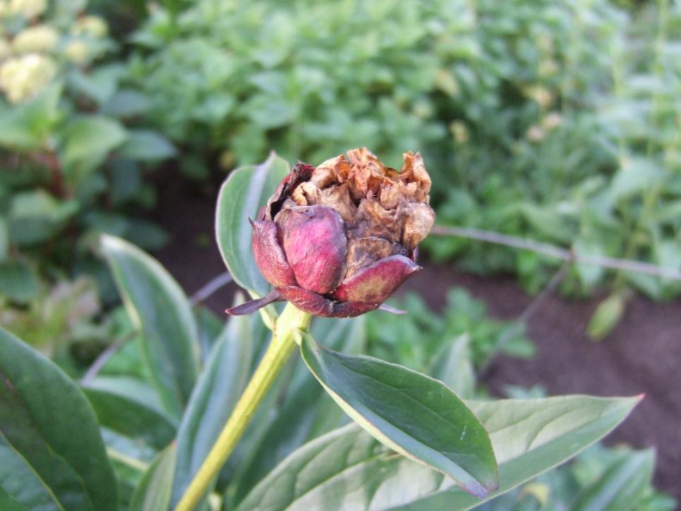 Common Garden Plant Diseases | HGTV