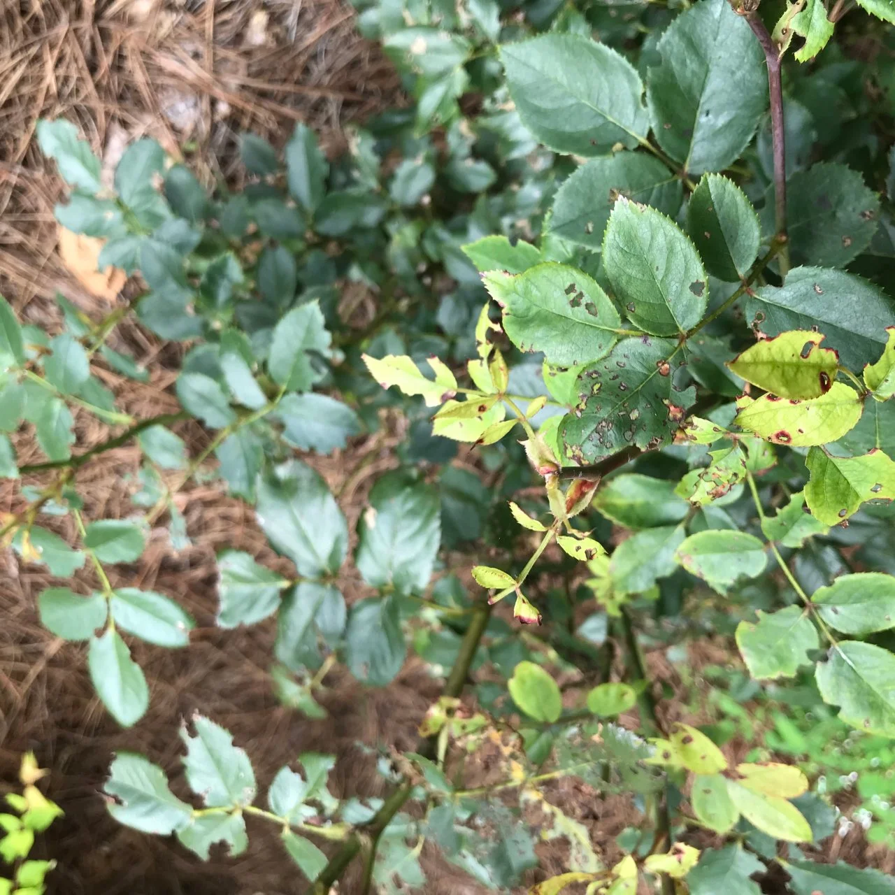 Miniature Rose Leaves Turning Yellow Why Plant Leaves Turn Yellow And