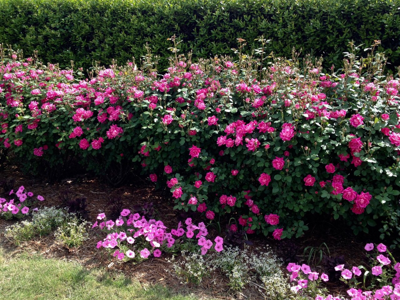 Tips for Combatting Common Rose Problems | HGTV