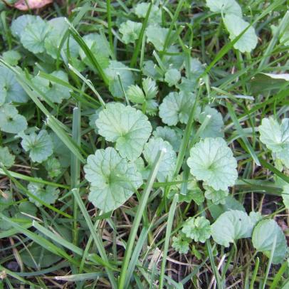 Creeping Charlie White Flower | Best Flower Site