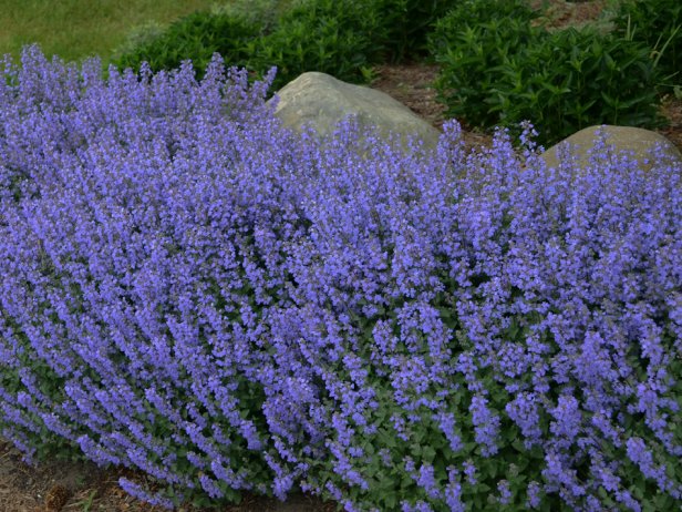 How to Grow Catmint | HGTV
