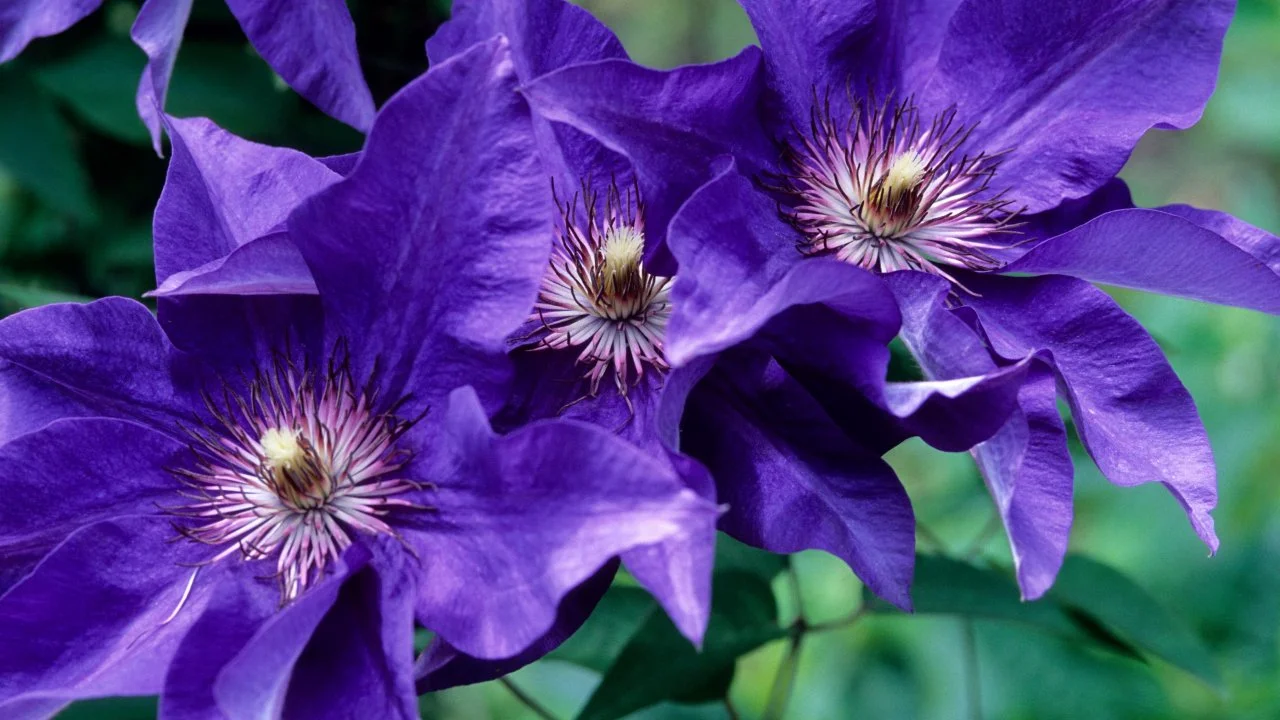 Clematis Varieties