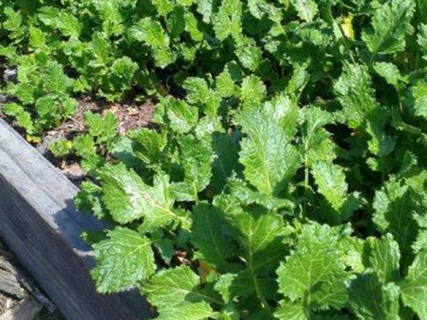 Get a Jump on Spring Gardening by Planting Fall Cover Crops | HGTV