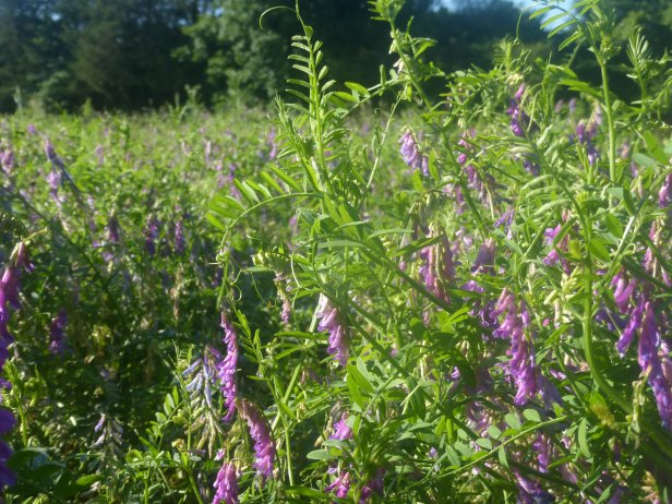 Get a Jump on Spring Gardening by Planting Fall Cover Crops | HGTV