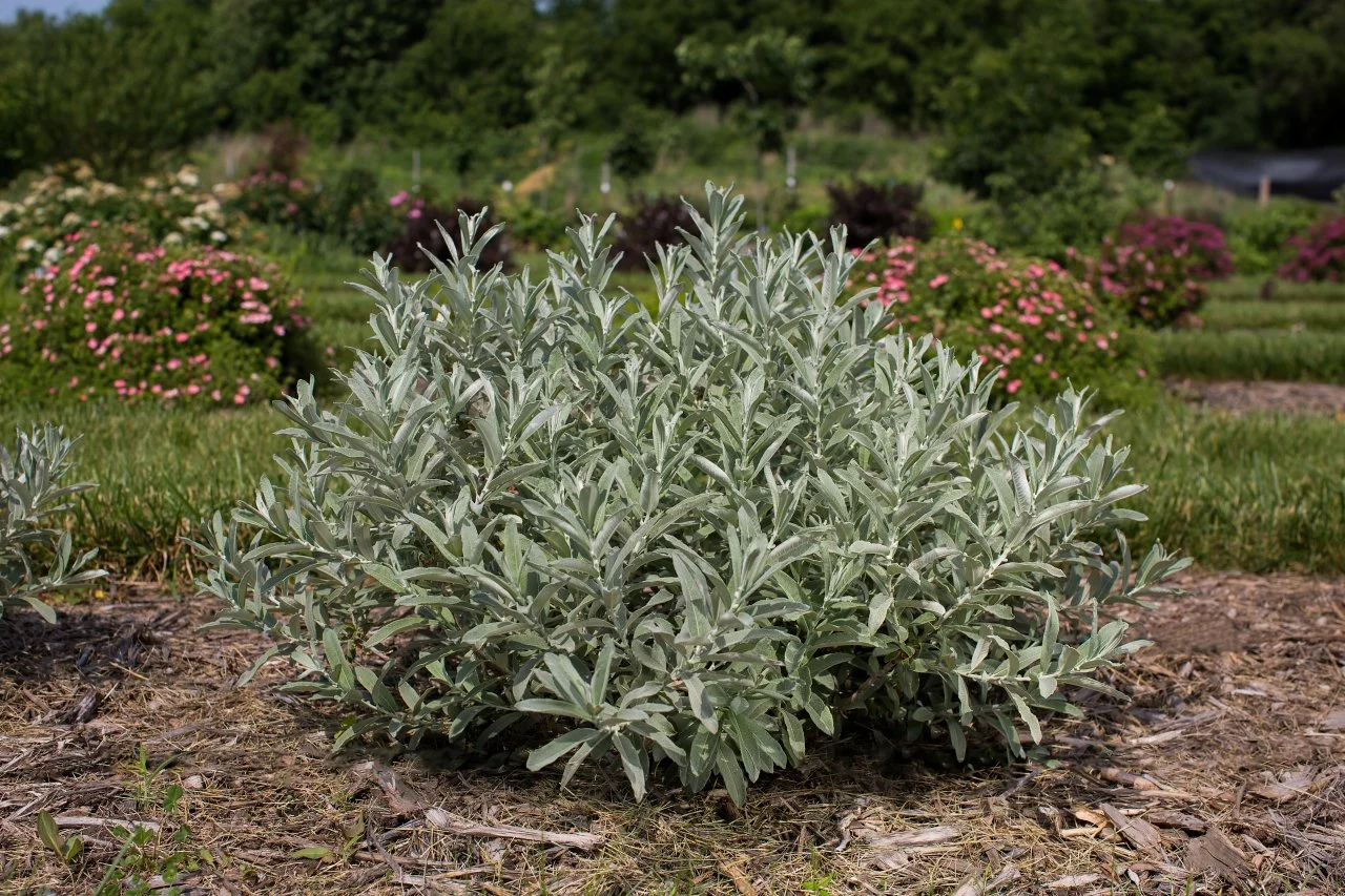 silver border plants