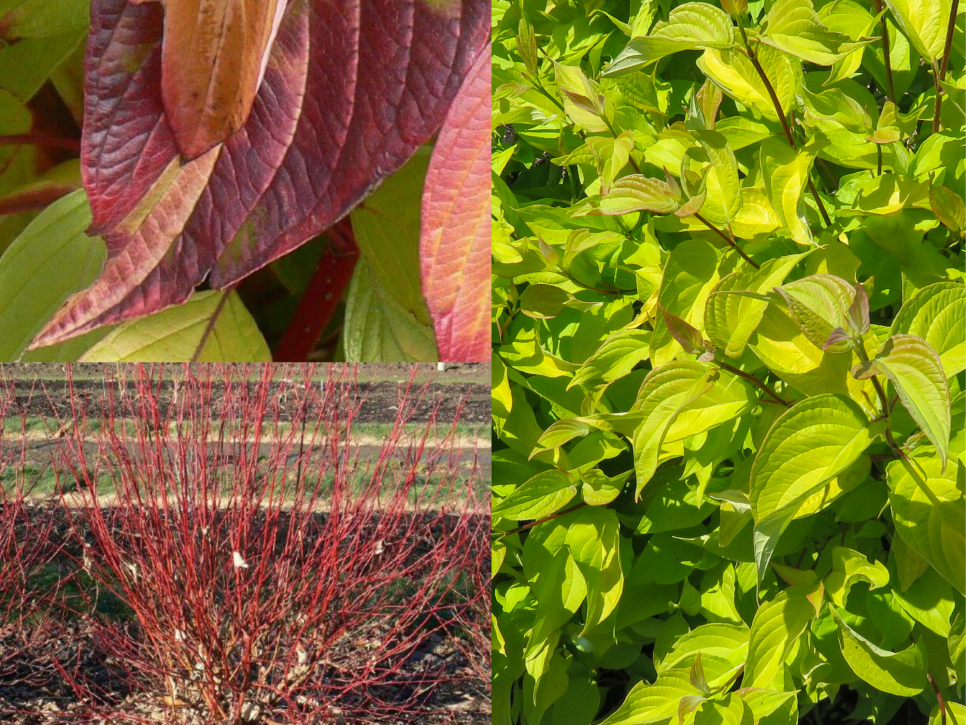 New Varieties for 2020 of Popular Landscape Plants | HGTV