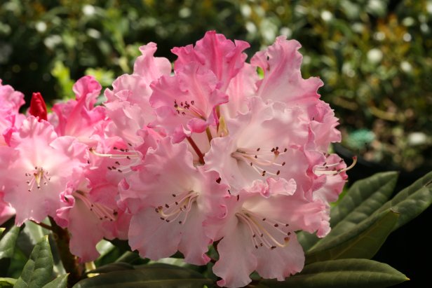 Rhododendron: How to Plant and Grow Rhododendron Bush | HGTV
