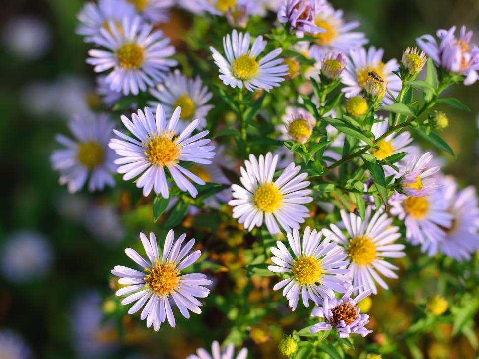Add Height to Your Garden With These Towering Perennials | HGTV